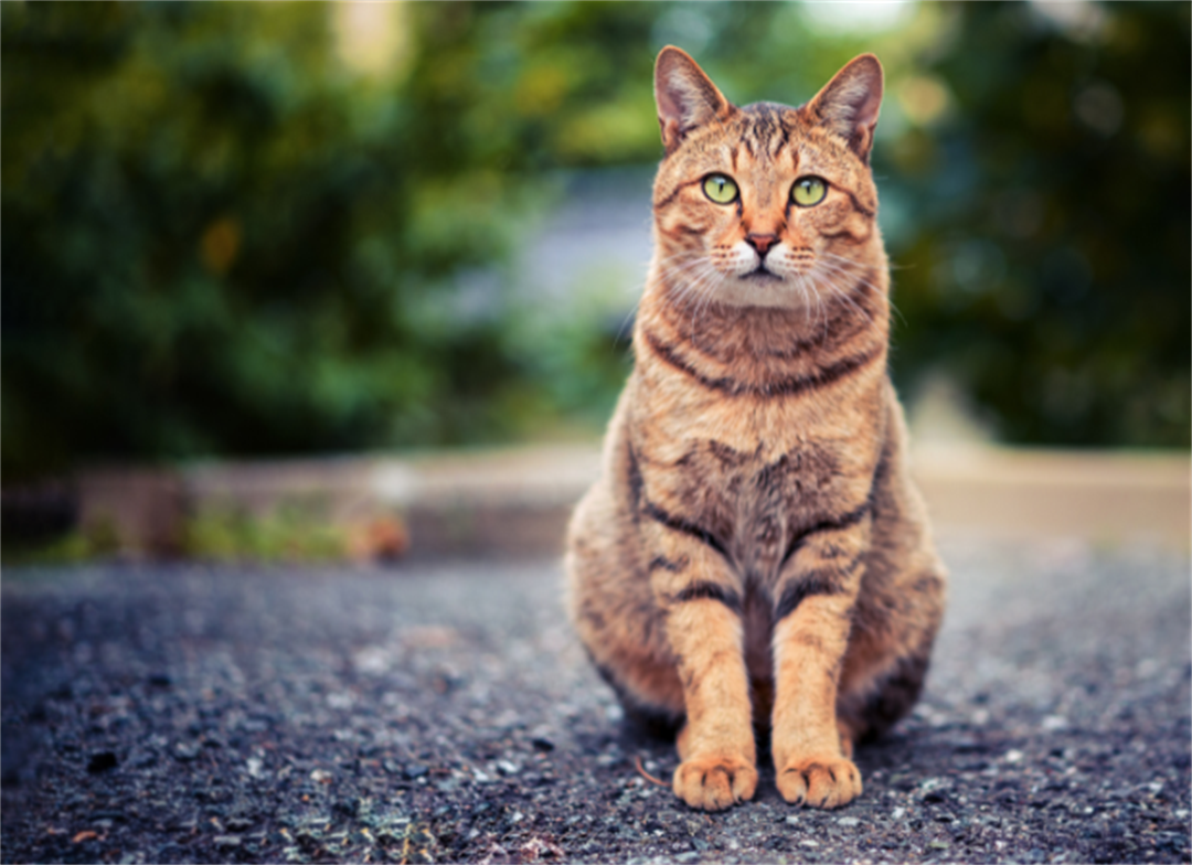 Hindmarsh Shire Council Cat Desexing Program Hindmarsh Shire Council