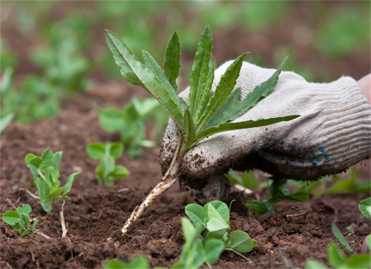 Hindmarsh Free Green Waste Period Hindmarsh Shire Council