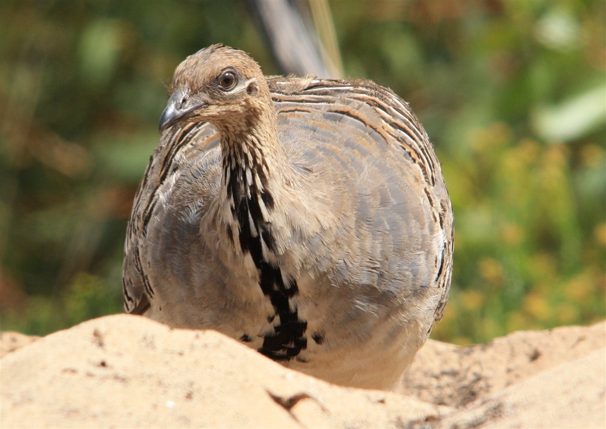 Birdwatching Hindmarsh Shire Council
